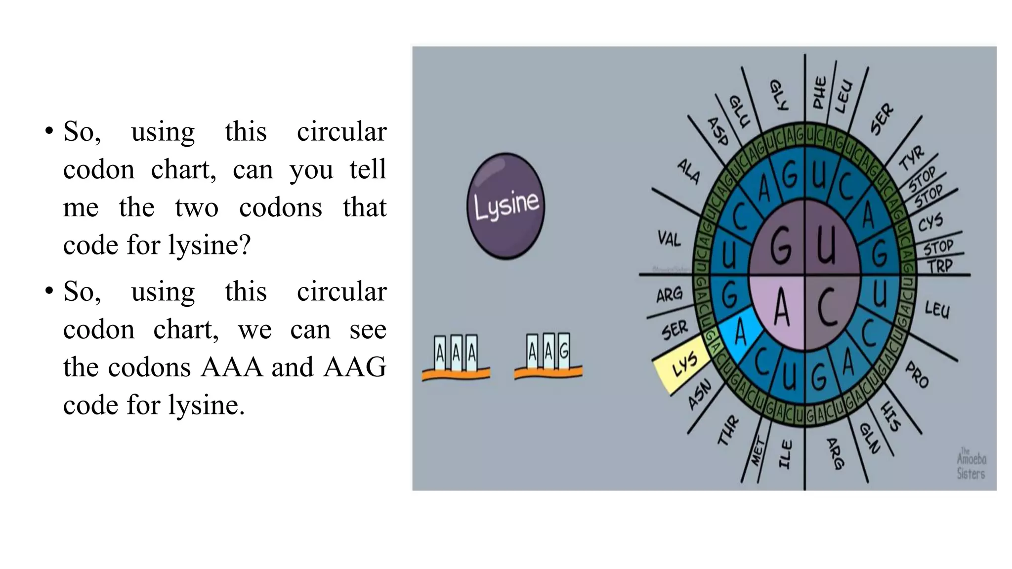 How to read a codons chart | PDF