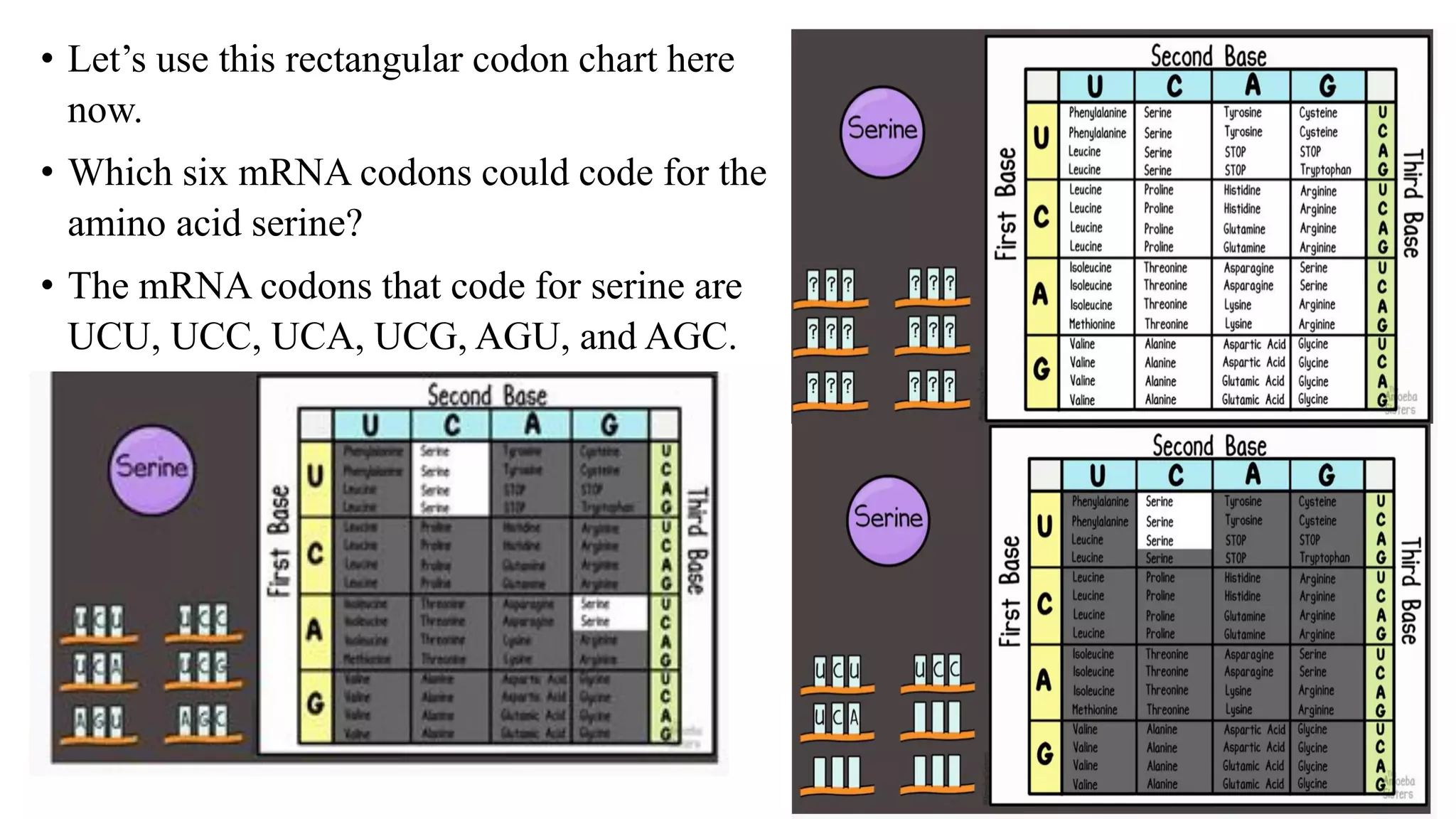 How to read a codons chart | PPT