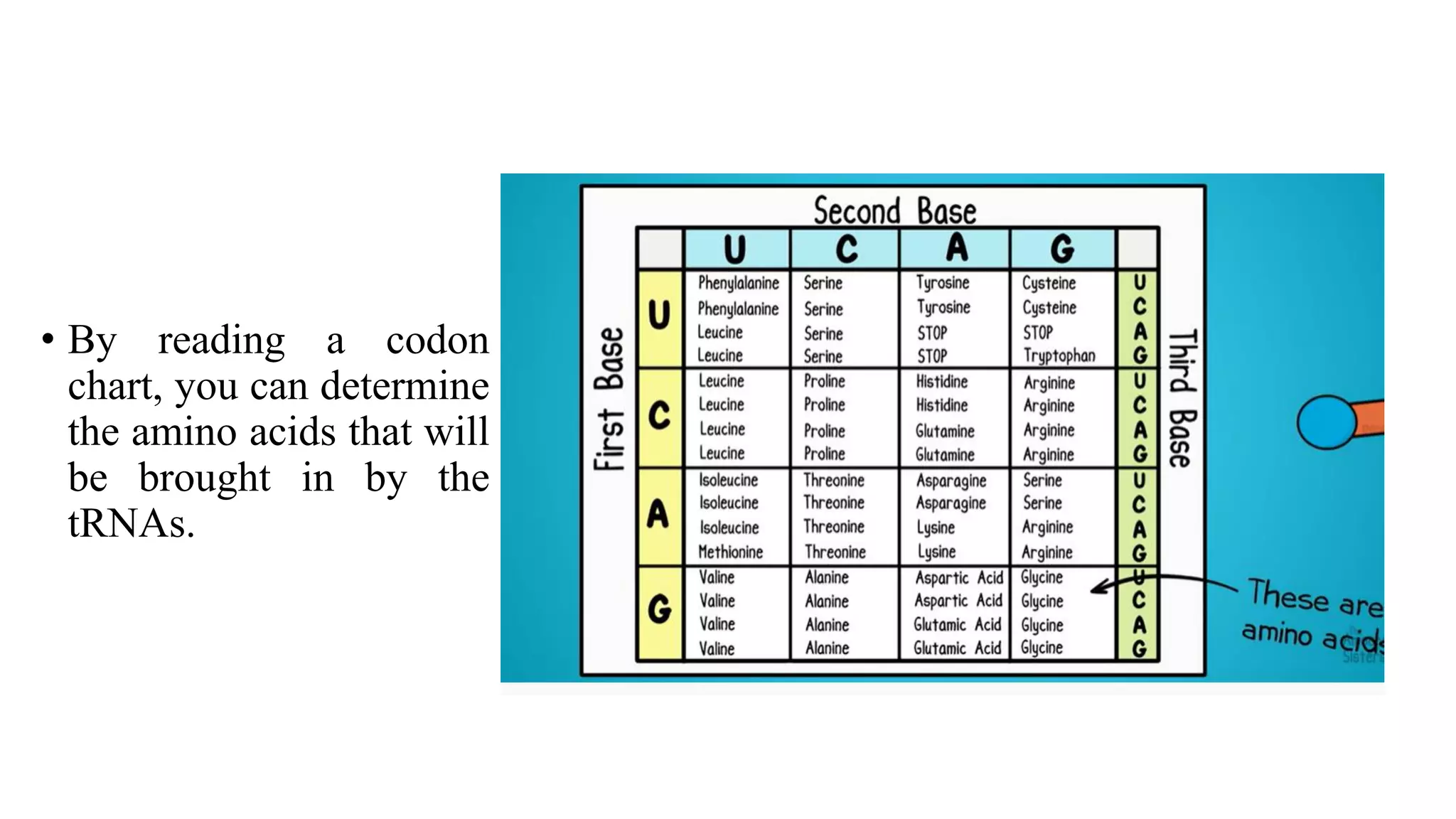 How to read a codons chart | PDF