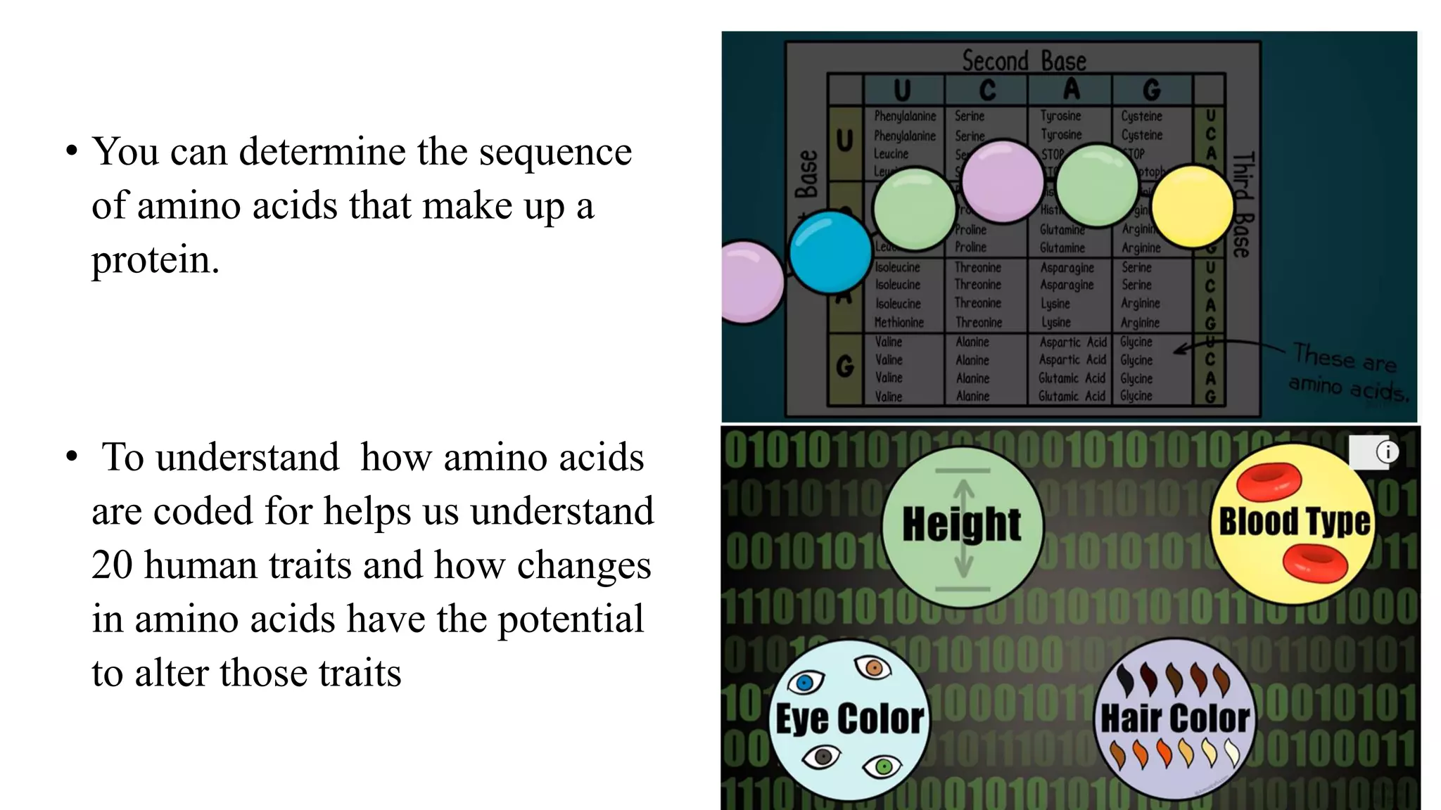 How to read a codons chart | PDF