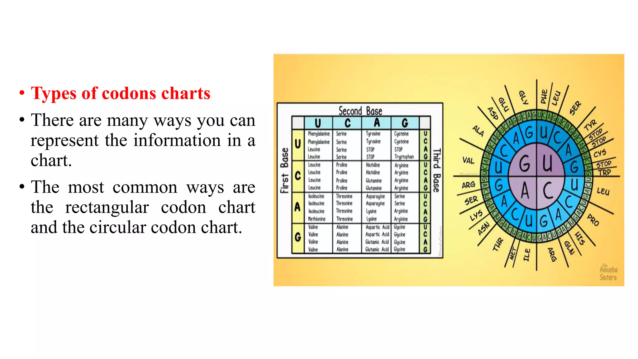 How to read a codons chart | PDF