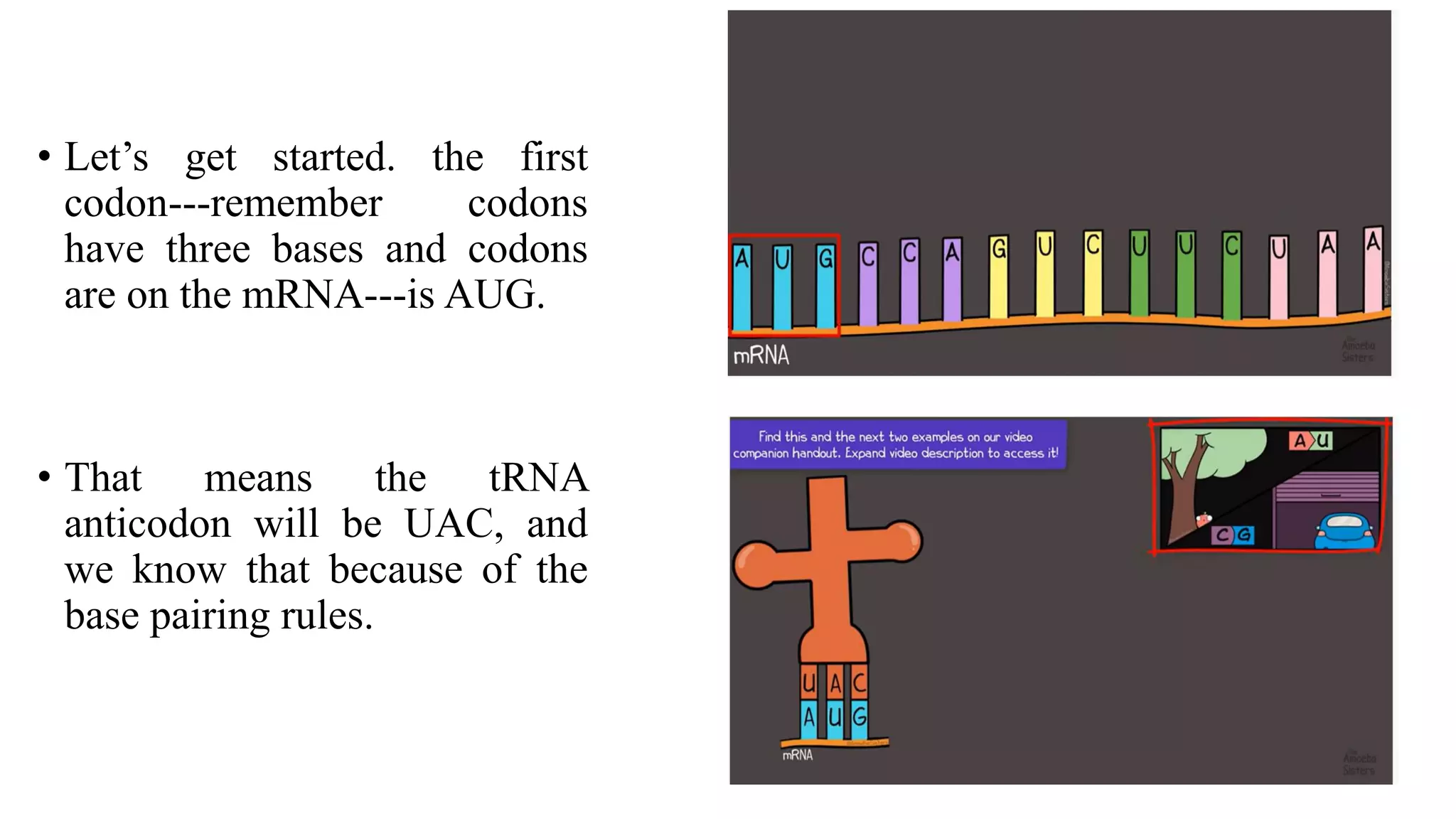 How to read a codons chart | PDF