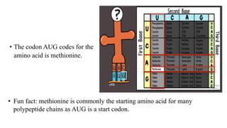 How to read a codons chart | PDF