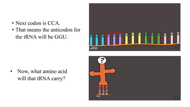How to read a codons chart | PDF