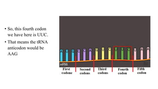 How to read a codons chart | PDF