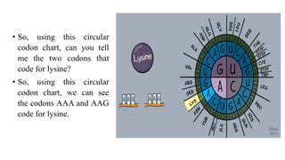 How to read a codons chart | PDF