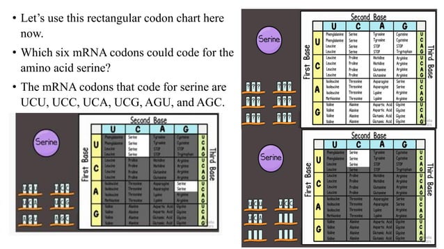 How to read a codons chart | PDF