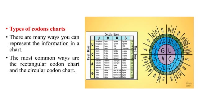 How to read a codons chart | PDF