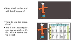 How to read a codons chart | PDF
