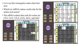 How to read a codons chart | PPT