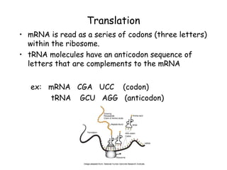 Codon Table | PPT