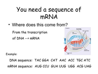 Dna To Mrna Sequence Example
