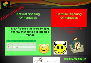 How to recognise carbide ripen mangoes? | PDF