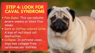 How to Recognize Heartworms in Dogs? Explore all | PPT