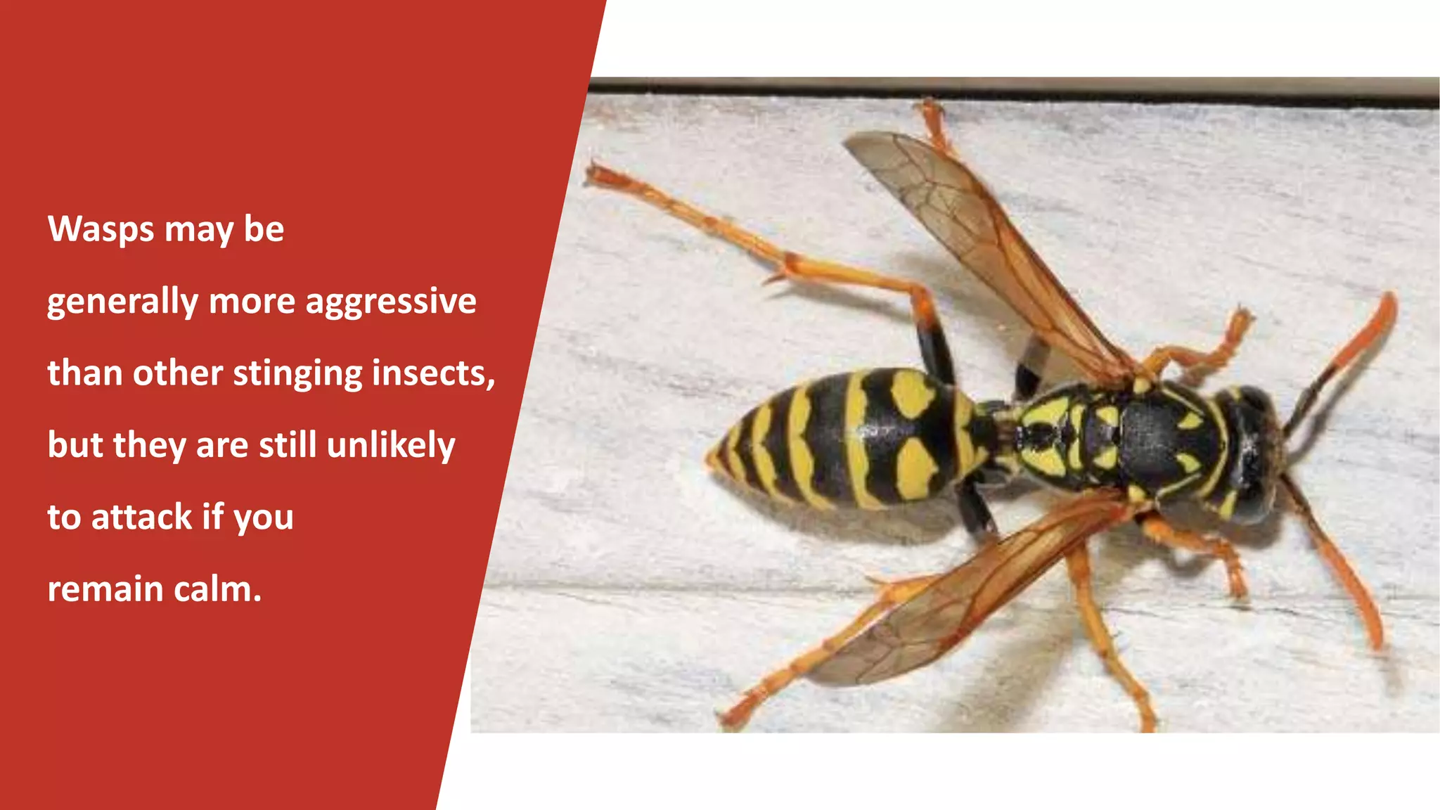 How To Remove A Wasp From Your Home | PPTX
