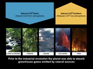 Earth's carbon sinks and sources | PDF
