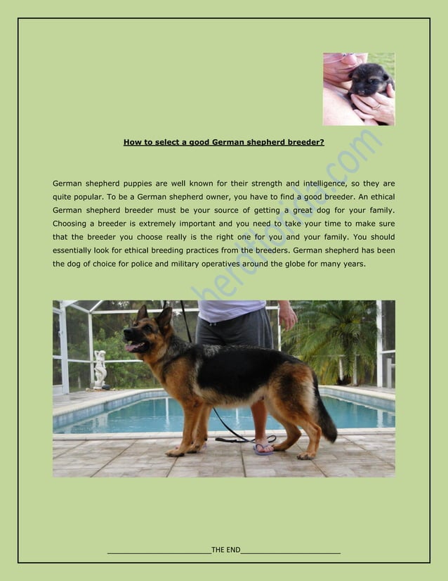 German shepherd breeder | PDF