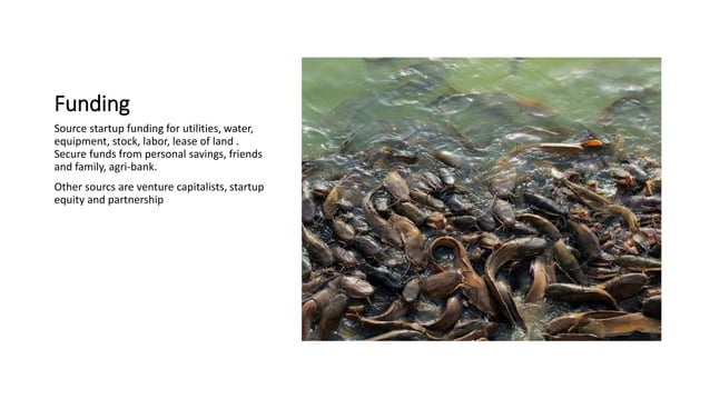 How to start catfish farm | PPTX