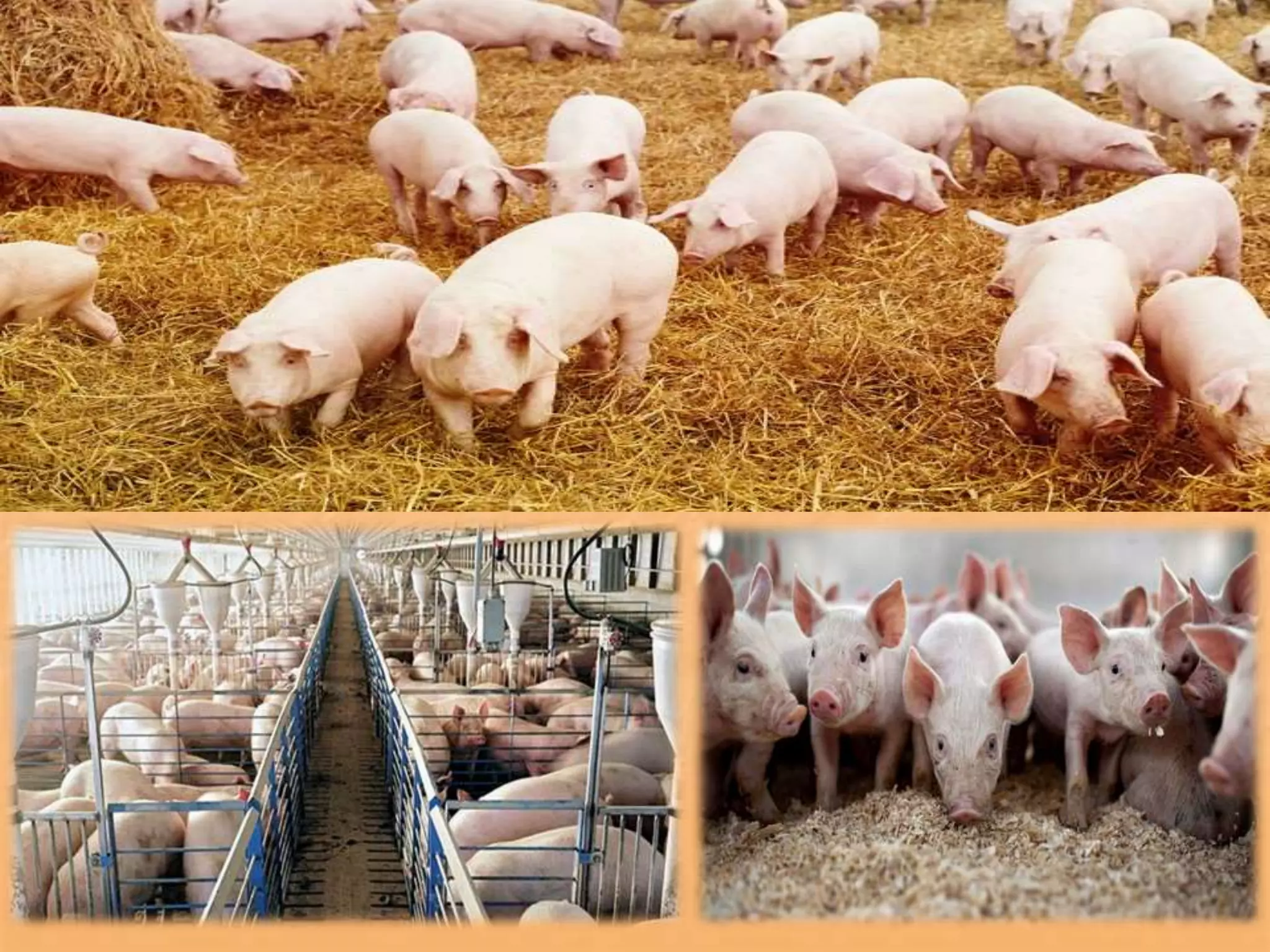 How to Start Pig Farming and Pork Processing Business, Piggery Business ...