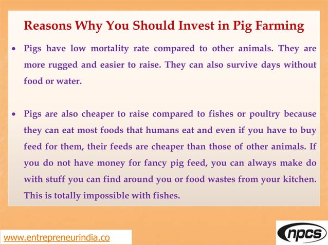 How to Start Pig Farming and Pork Processing Business, Piggery Business ...