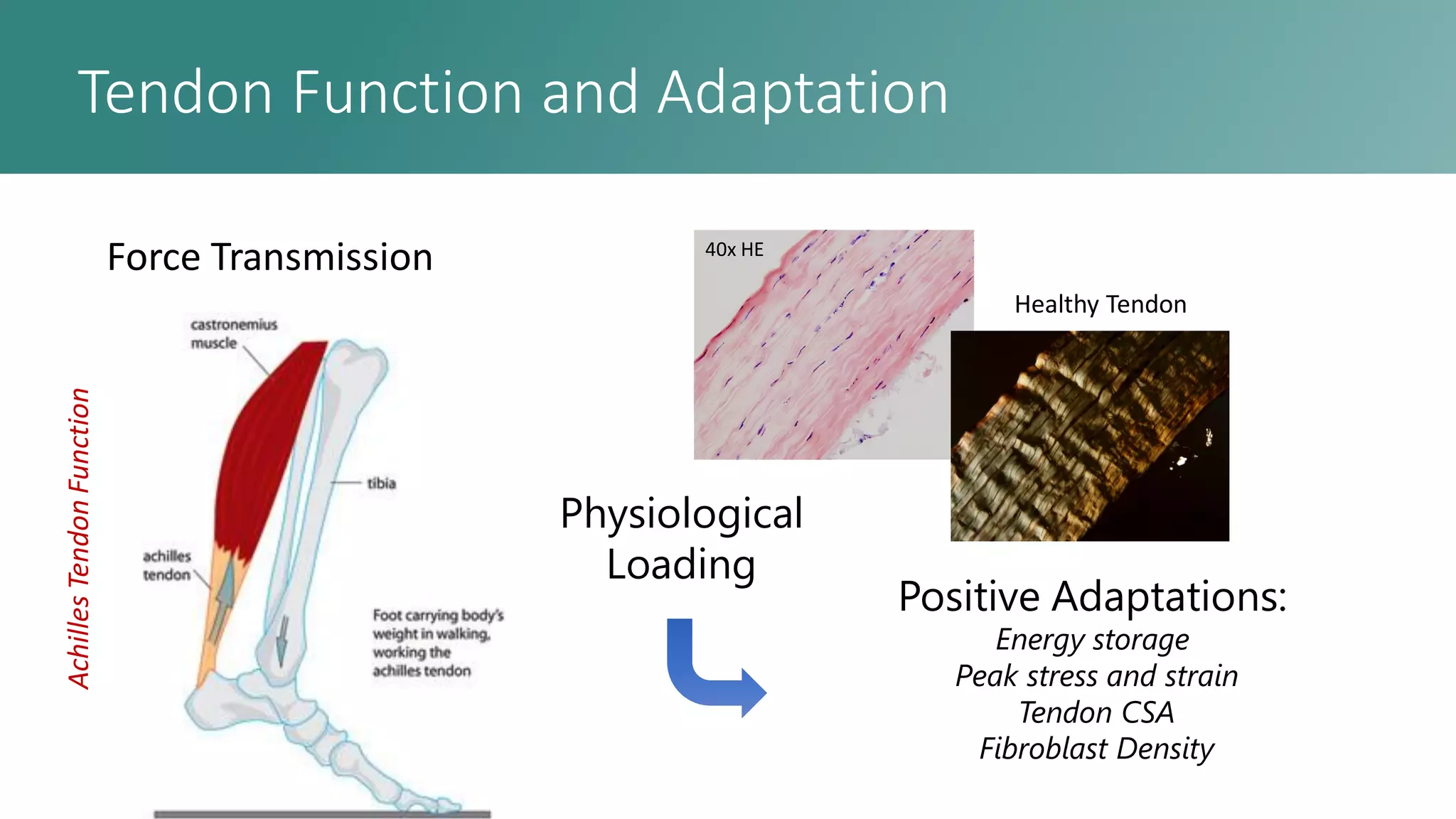 How To Study Structural and Functional Properties of Tendon | PDF ...