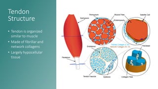 How To Study Structural and Functional Properties of Tendon | PPT