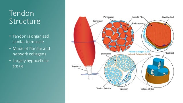 How To Study Structural and Functional Properties of Tendon