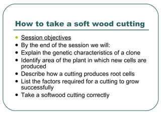 How To Take A Soft Wood Cutting | PPT