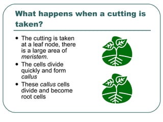 How To Take A Soft Wood Cutting | PPT