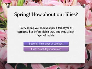 How to take care of asiatic lilies | PPTX