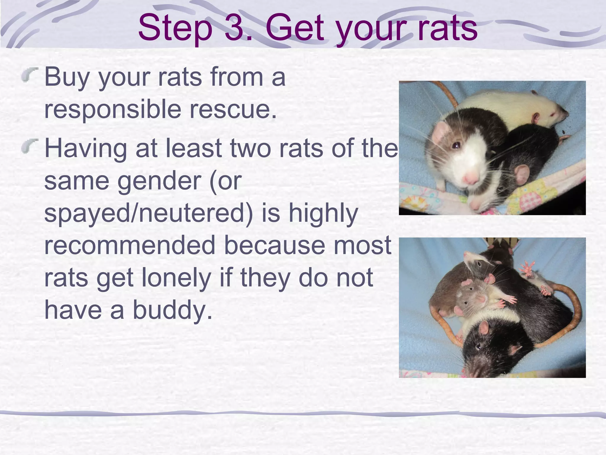 How to take care of rats | PPT