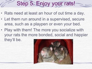 How to take care of rats | PPT