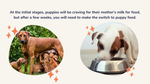 How to Take Care of Your Dogs Through All Life Stages? | PPT