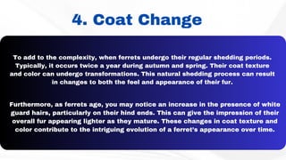 How To Tell How Old A Ferret Is.pdf