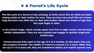 How To Tell How Old A Ferret Is.pdf