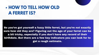 How To Tell How Old A Ferret Is.pdf