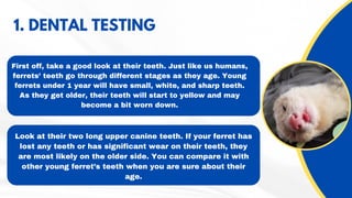 How To Tell How Old A Ferret Is.pdf