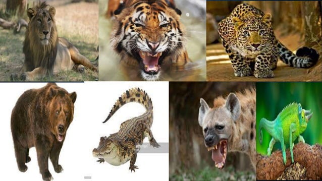 HOW TO TELL WILD ANIMALS Module 1.pptx