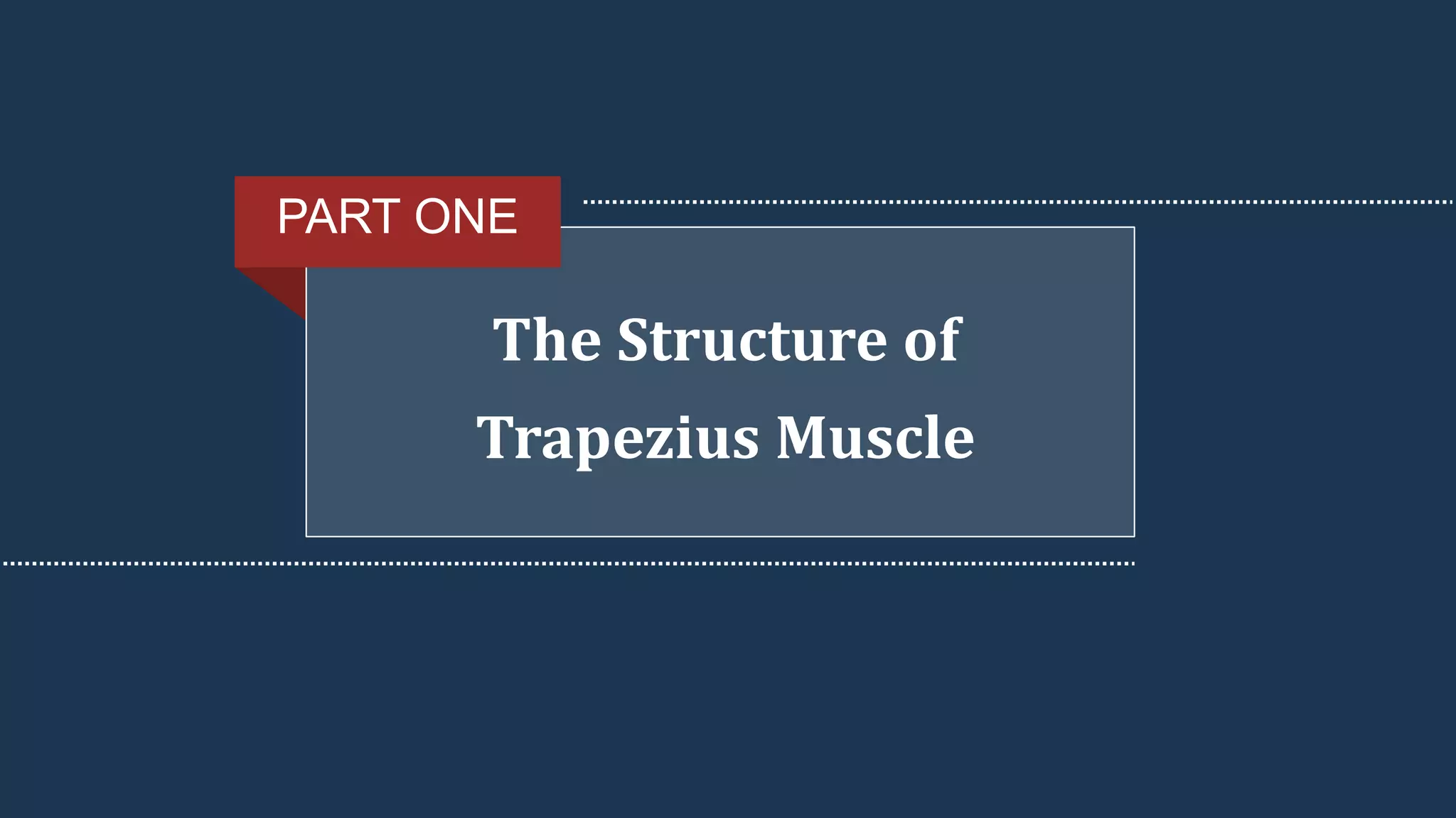 How to Train The Trapezius Muscle | PPTX