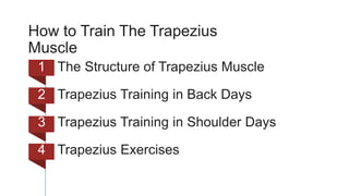 How to Train The Trapezius Muscle | PPTX