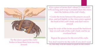Transportation of live crab and their process | PPTX