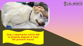 How to Treat Puncture Wounds in your Dog | PPT