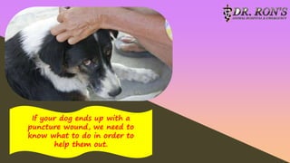 How to Treat Puncture Wounds in your Dog | PPTX