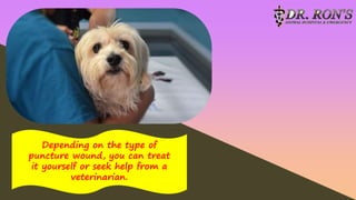 How to Treat Puncture Wounds in your Dog | PPT