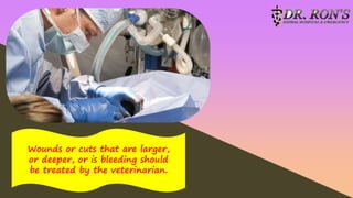 How to Treat Puncture Wounds in your Dog | PPT