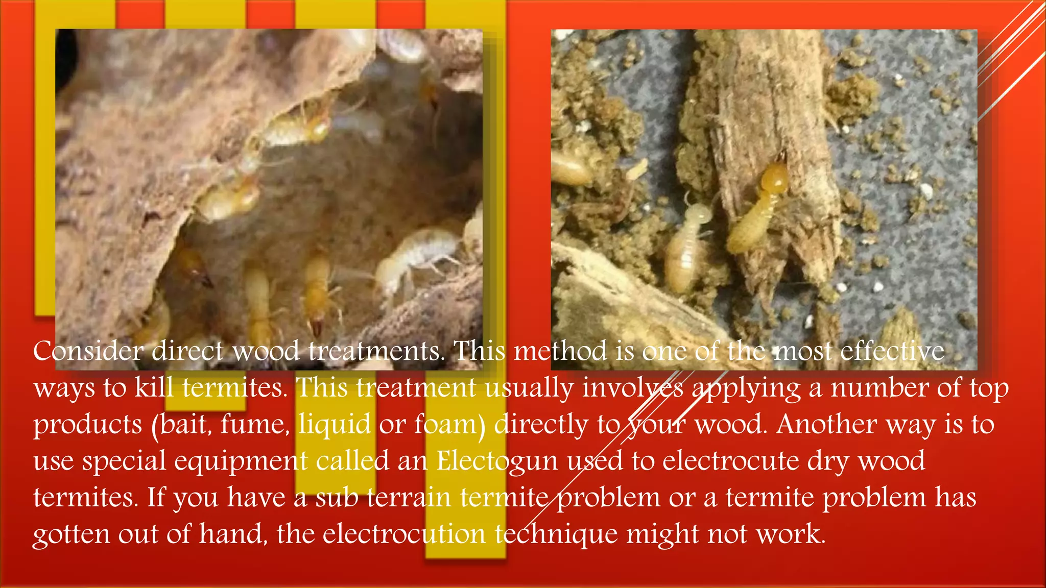 How to Treat Termites | PPTX