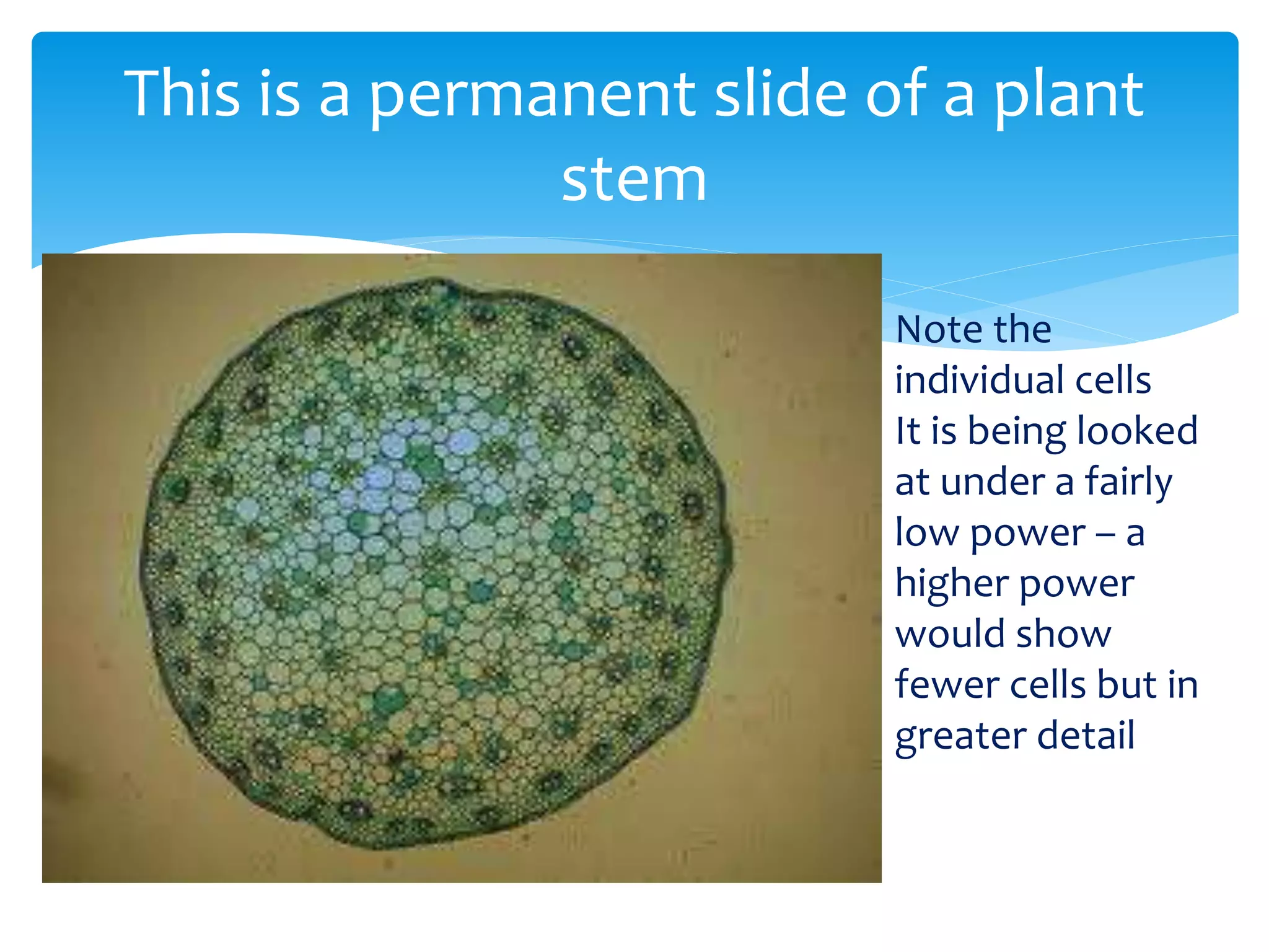 How to use a microscope | PPTX