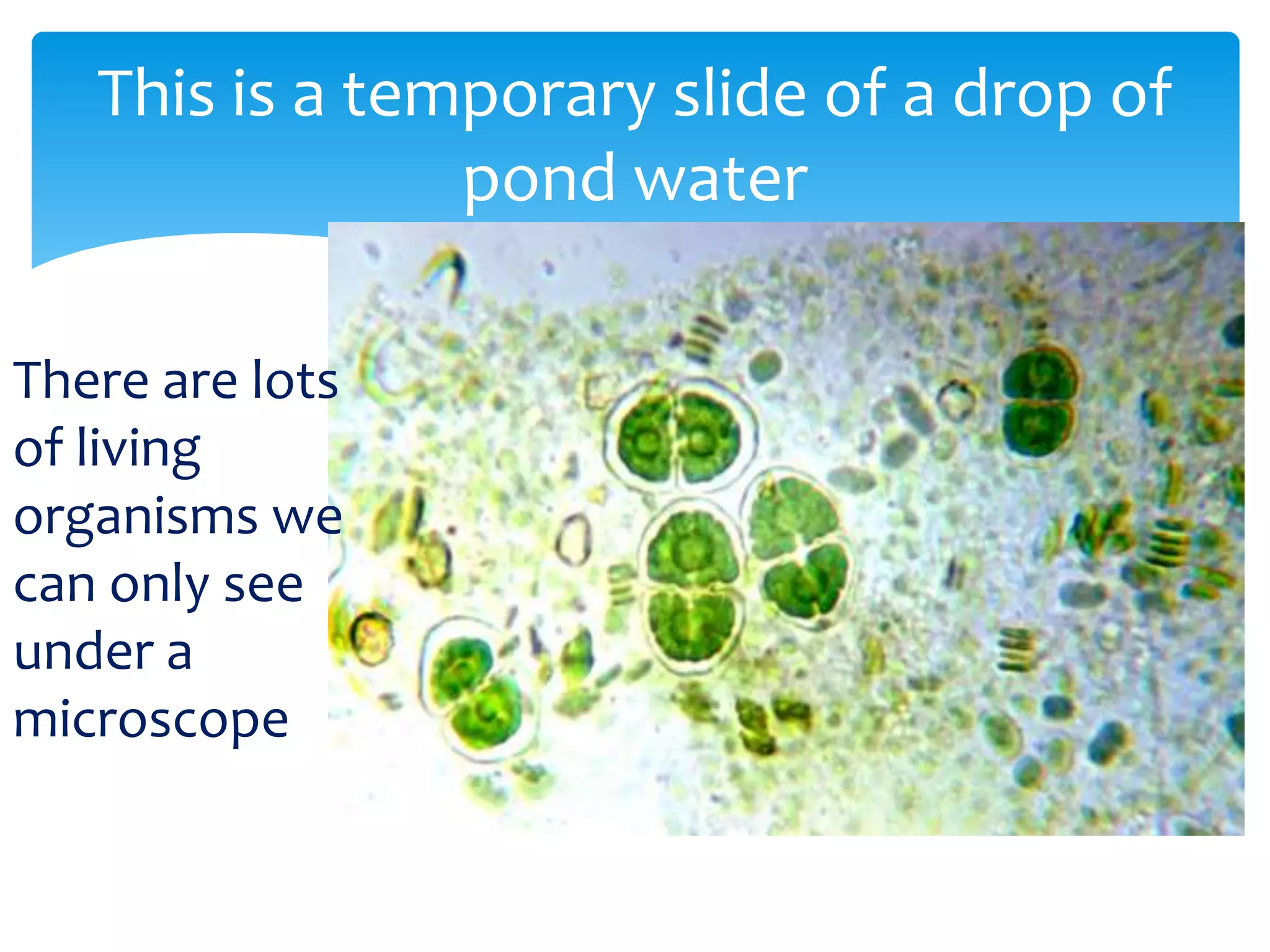 How to use a microscope | PPTX