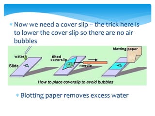 How to use a microscope | PPTX