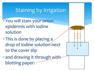 How to use a microscope | PPTX